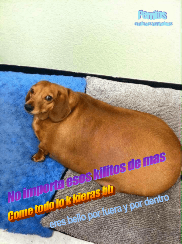 Los mejores memes de perros para compartir en los estados de WhatsApp