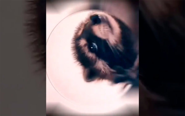 Los mejores memes del mapache con la canción de Pedro de Raffaela Carrá ...