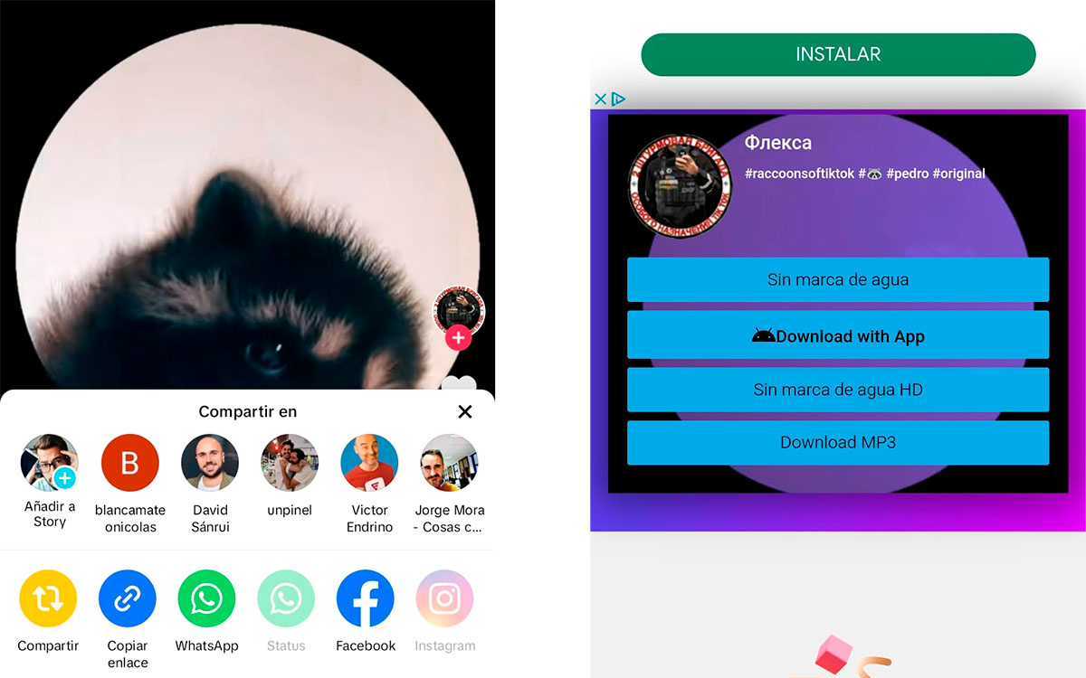 Los mejores memes del mapache con la canción de Pedro de Raffaela Carrá ...