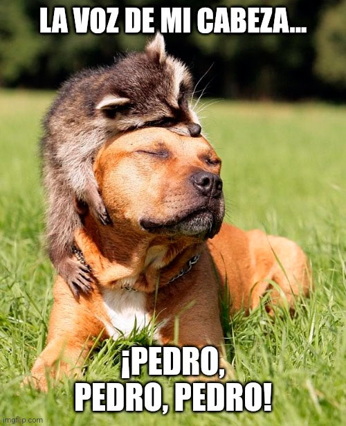 Los mejores memes del mapache con la canción de Pedro de Raffaela Carrá ...