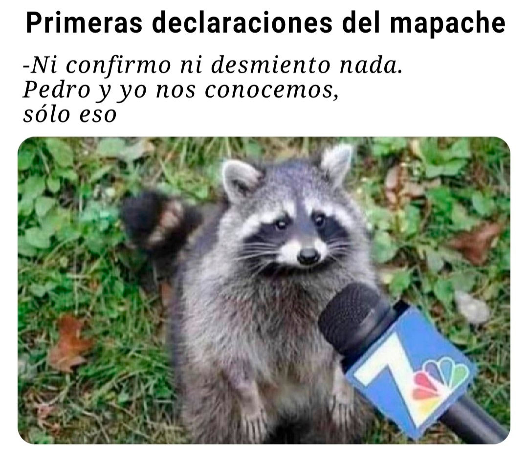 Los mejores memes del mapache con la canción de Pedro de Raffaela Carrá ...